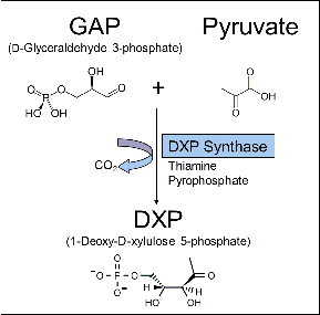 DXP Synthase (DXS) - Echelon Biosciences