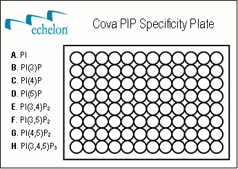 Hy-Pip Cova PIP Specificity Plate - Echelon Biosciences