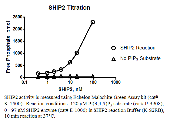 SHIP2 Lipid Phosphatase Enzyme, active - Echelon Biosciences