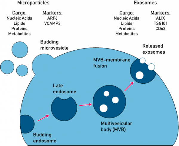 Exosomes and Extracellular Vesicles: Methods and Applications - Echelon Biosciences