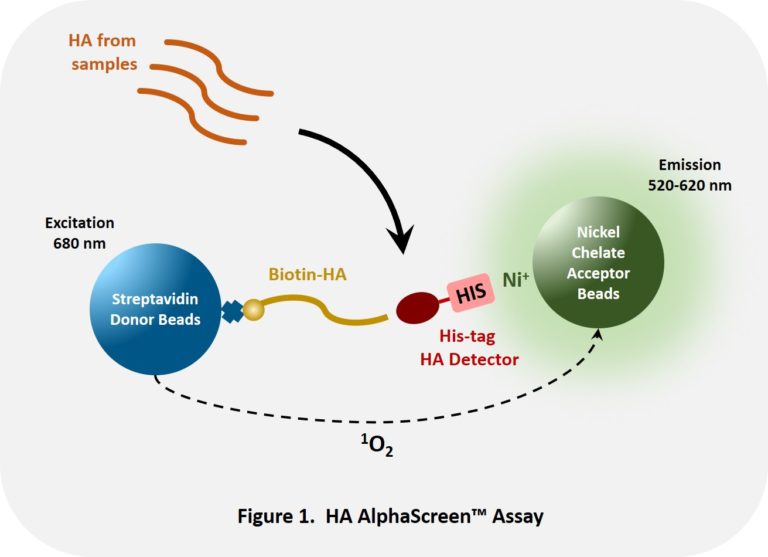 Hyaluronic Acid AlphaScreen Assay - Echelon Biosciences