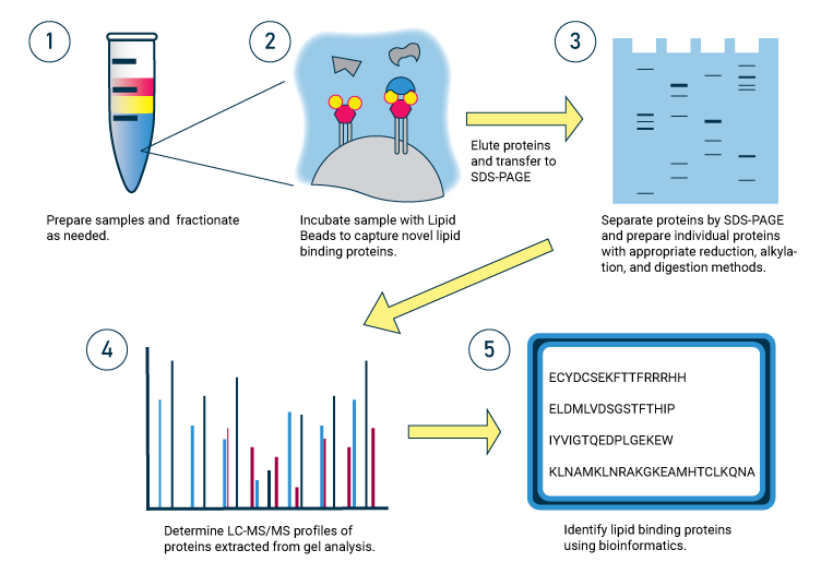 Identifying lipid-protein interactions with Lipid Beads and LC/MS ... Identifying lipid-protein interactions with Lipid Beads and LC/MS ...