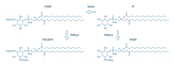 PIKfyve: function and inhibition as therapeutic opportunities - Echelon ...