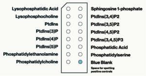 PIP Strips - Lipid-Protein Interaction Assay - Echelon Biosciences