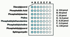 Membrane Lipid Arrays– Lipid-Protein Interaction Assay - Echelon ...